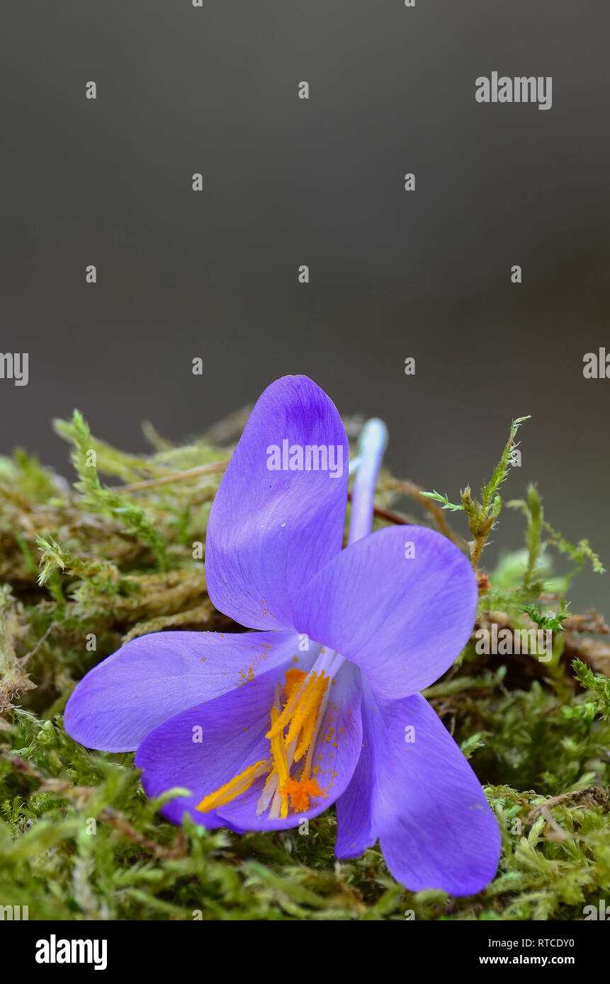 Saffron flower hi-res stock photography and images - Alamy