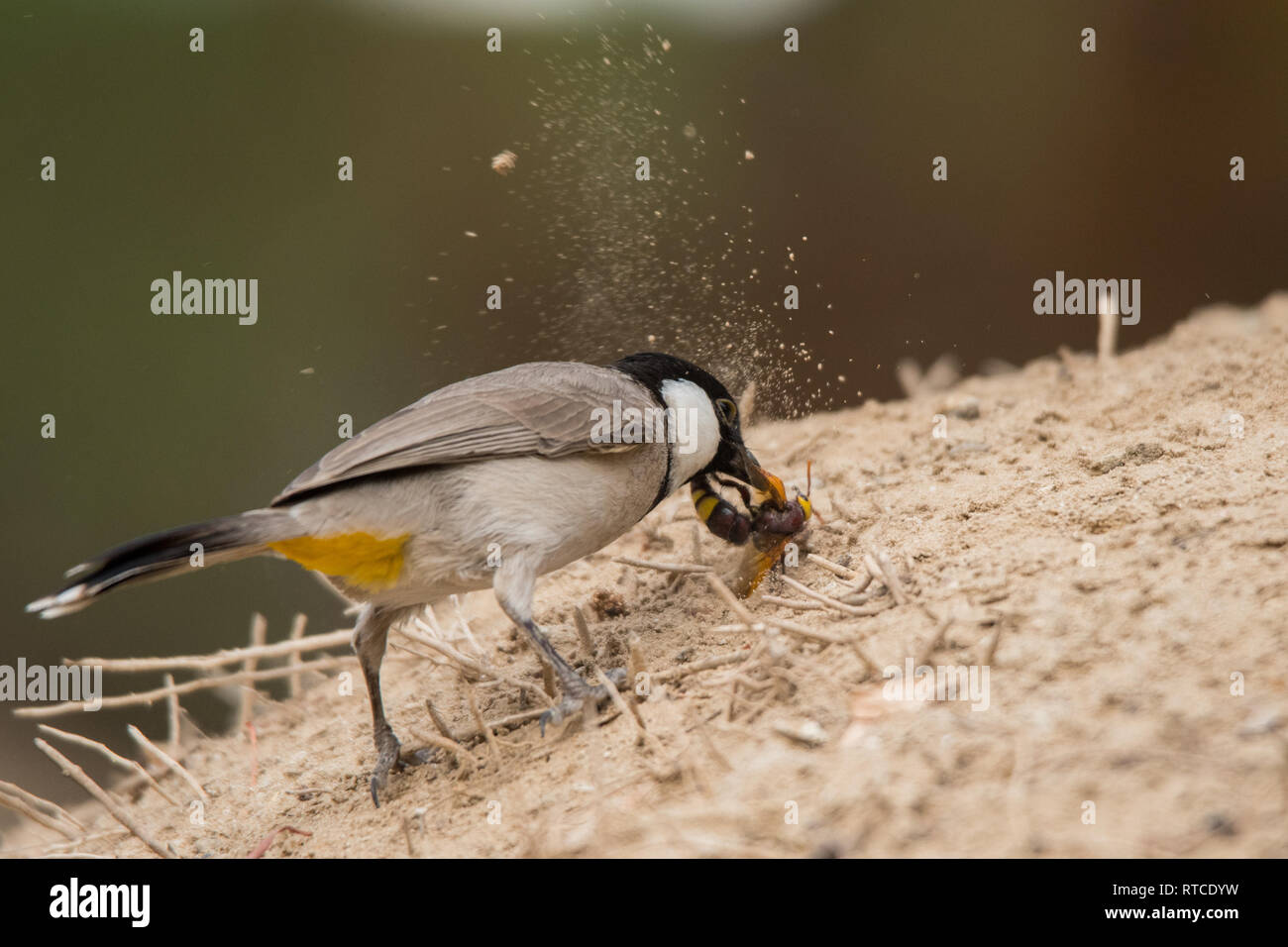 White-eared bulbul (Pycnonotus leucotis). Dubai Creek Park. UAE Stock ...