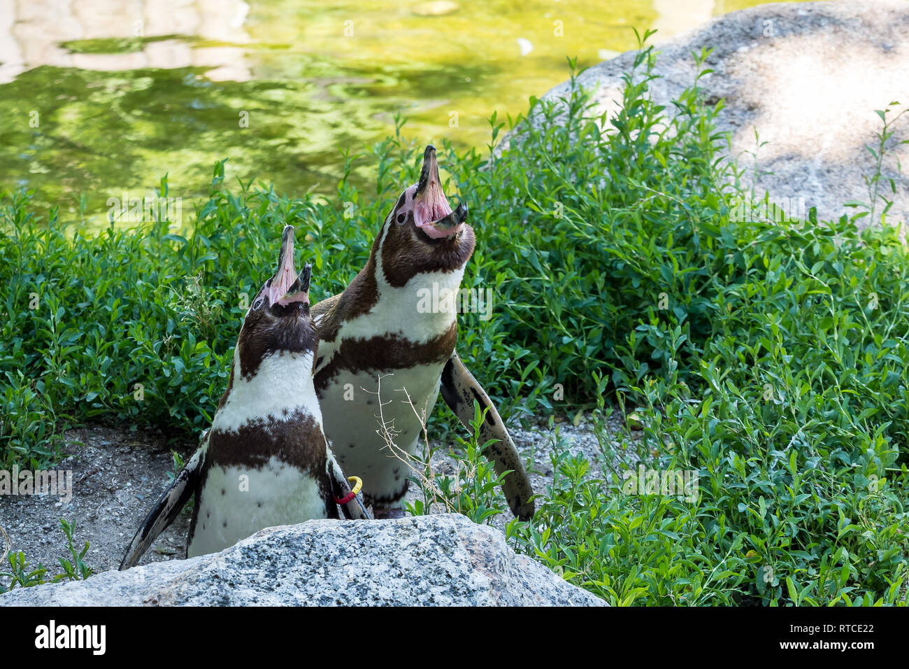 The Humboldt Penguin, Spheniscus humboldti also termed Peruvian penguin ...