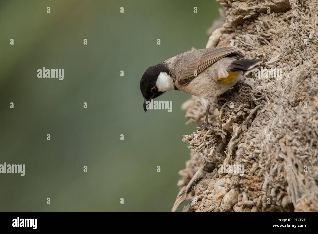 White-eared bulbul (Pycnonotus leucotis). Dubai Creek Park. UAE Stock ...