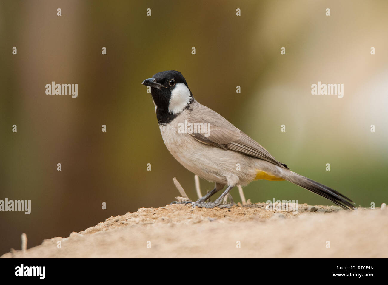White-eared bulbul (Pycnonotus leucotis). Dubai Creek Park. UAE Stock ...