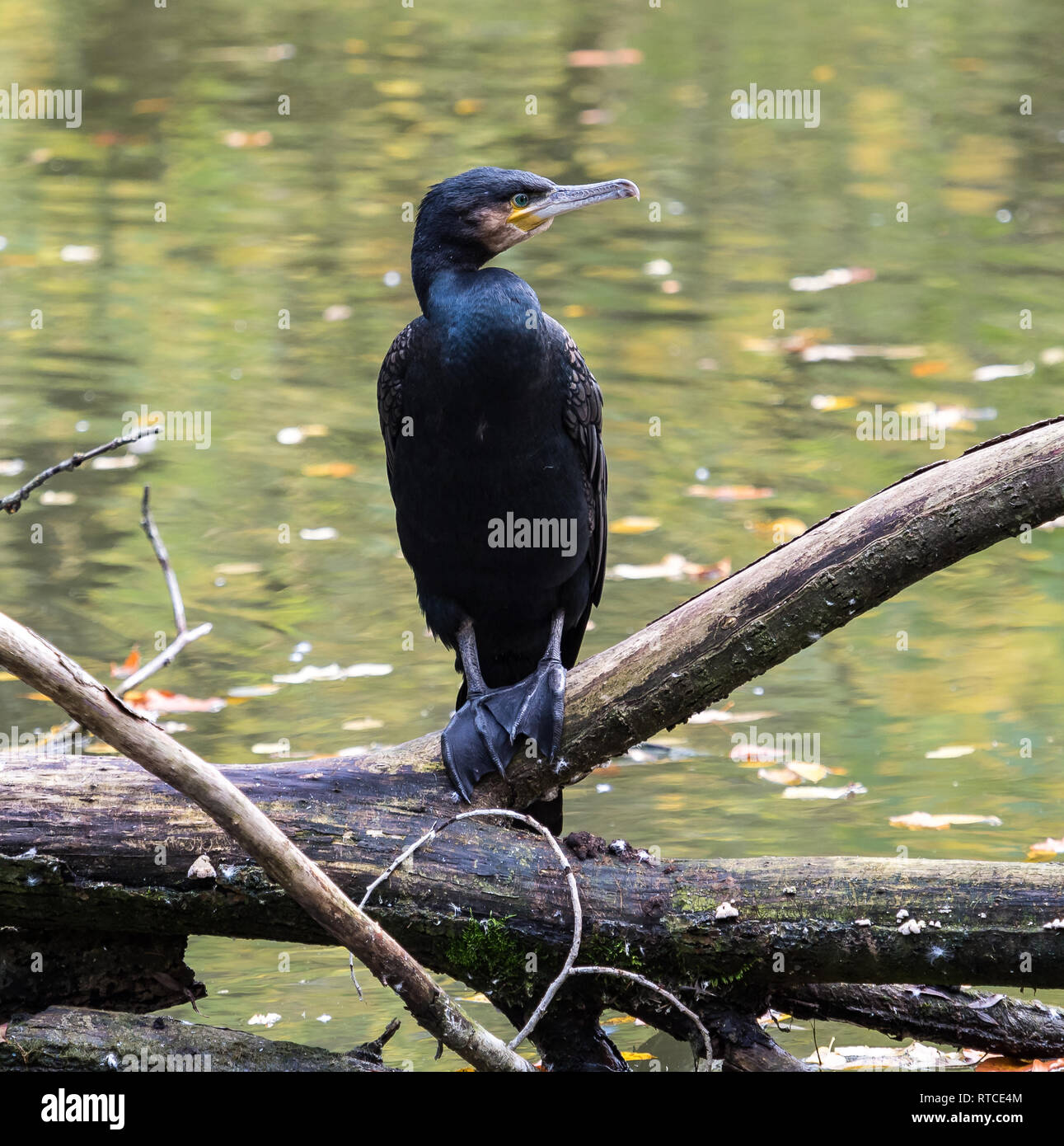 The great cormorant, Phalacrocorax carbo known as the great black ...