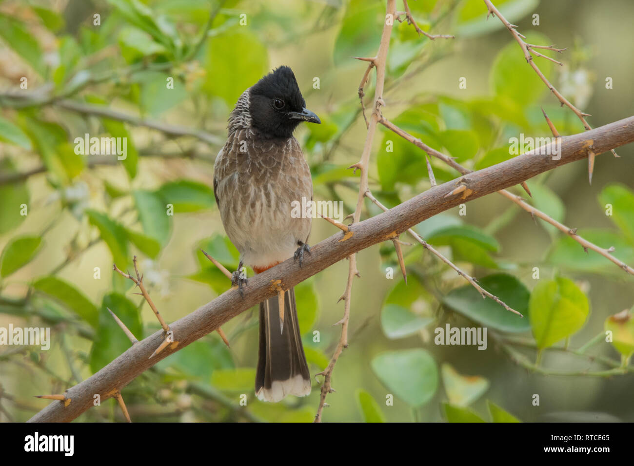 Red-vented bulbul / Pycnonotus cafer. Creek Park, Dubai. UAE Stock ...