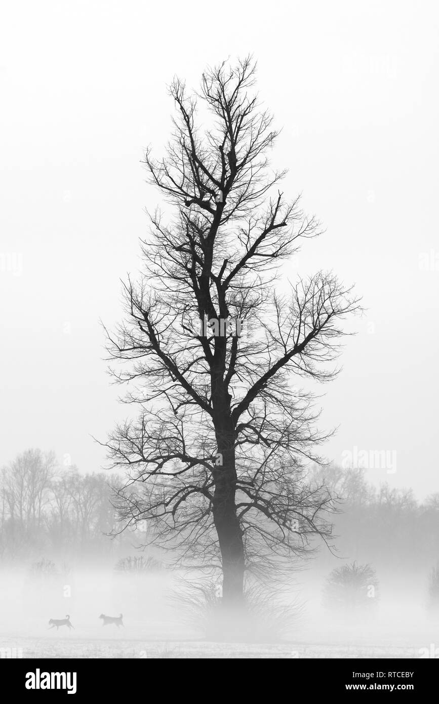 Tree of dogs hi-res stock photography and images - Alamy