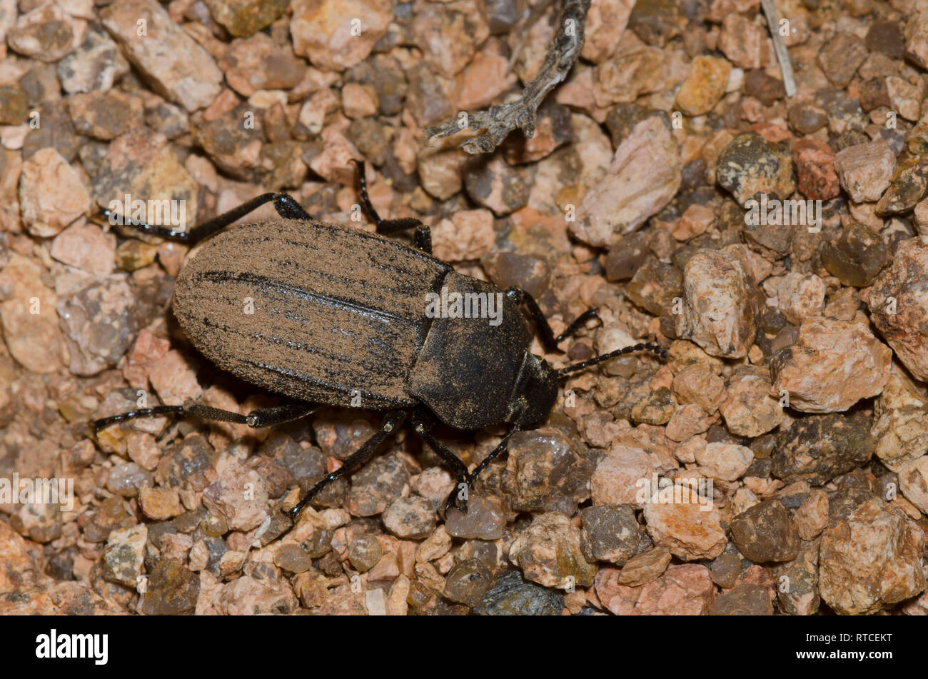 Eleodes hi-res stock photography and images - Alamy