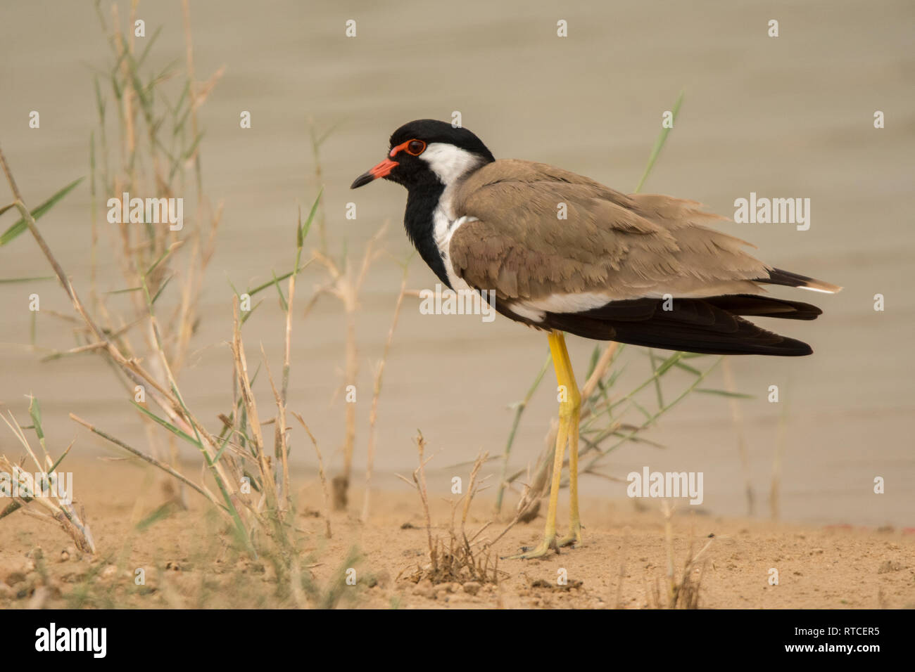 Red-wattled lapwing / Vanellus indicus Stock Photo - Alamy