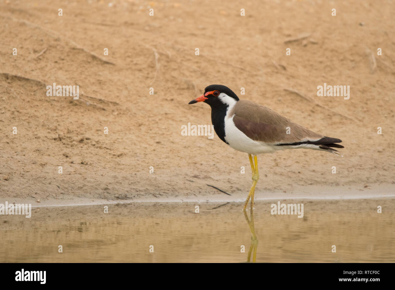 Red wattled plover hi-res stock photography and images - Alamy