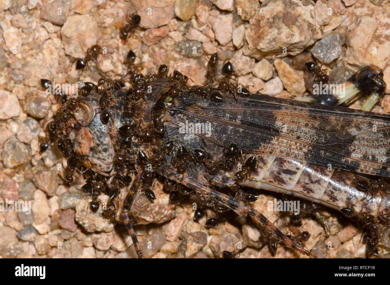 Acrobat Ants, Crematogaster sp., swarming dead Lichen Grasshopper ...