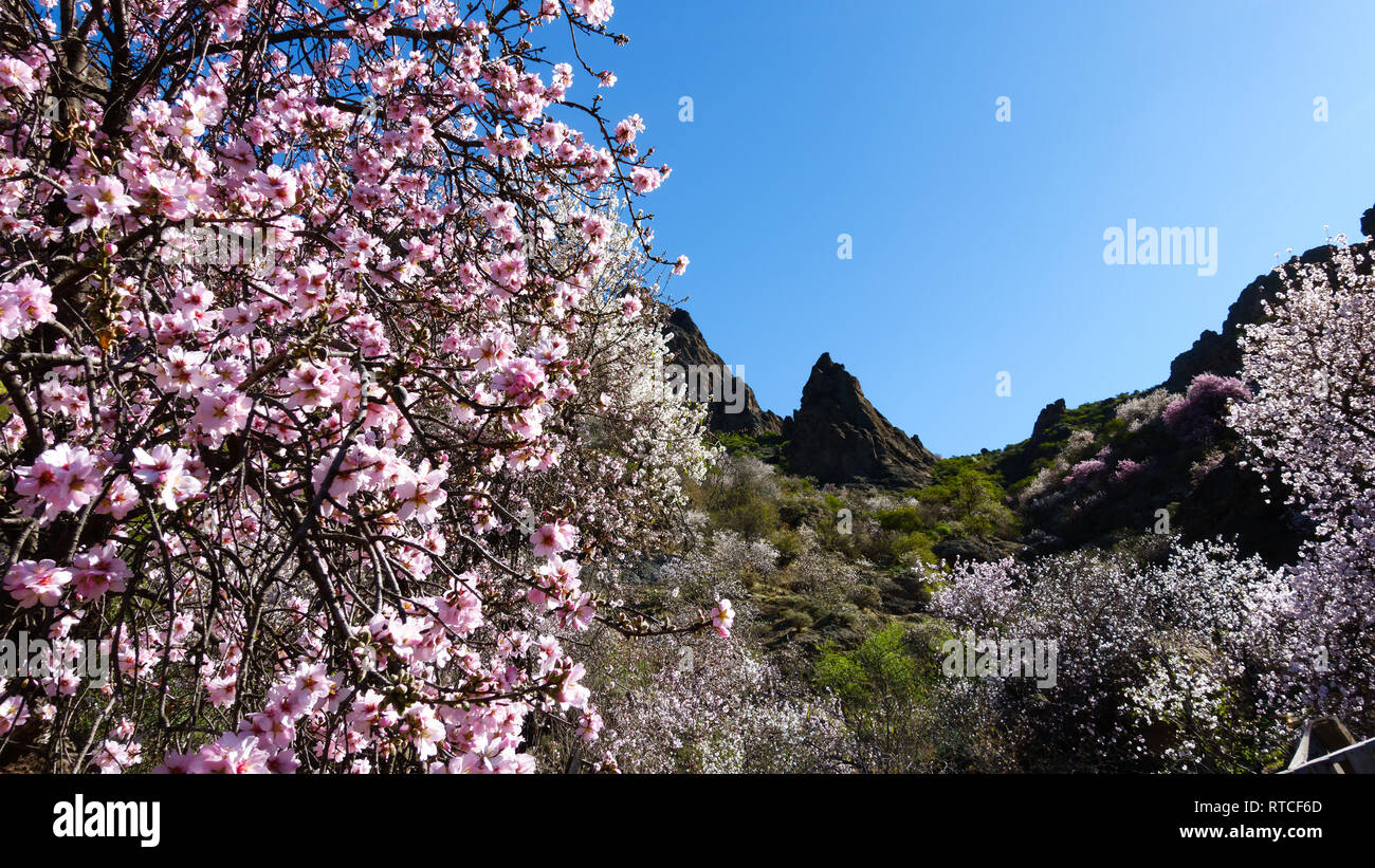 Blossoming almond trees in a valley of Gran Canaria, Spain Stock Photo ...