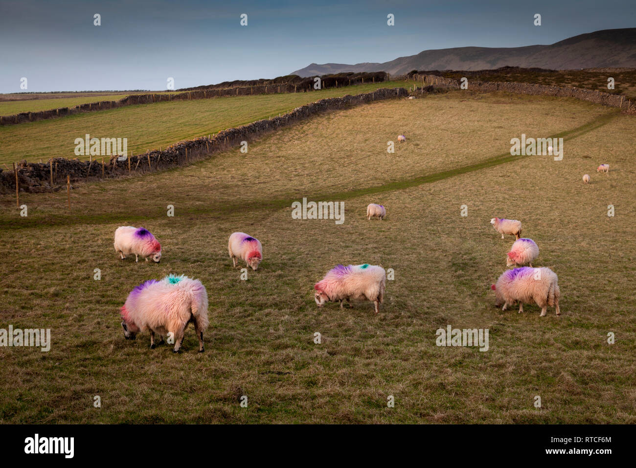 Welsh sheep hi-res stock photography and images - Alamy