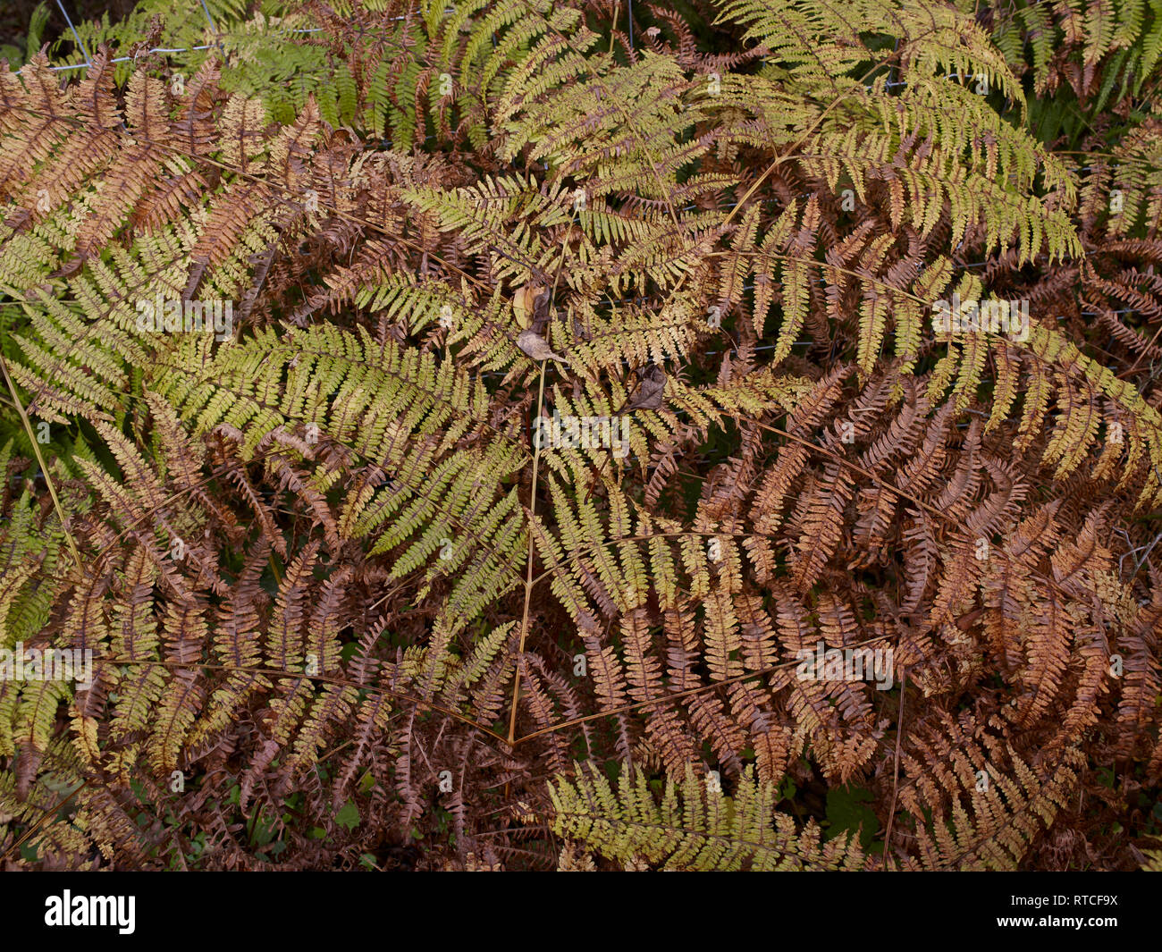 Late autumn matted ferns natural patterns in the Kent countryside ...
