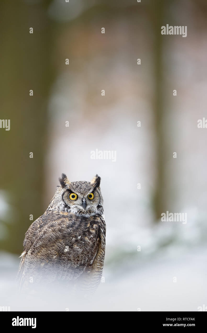 Tiger owl - Great horned owl - Hoot owl Stock Photo - Alamy