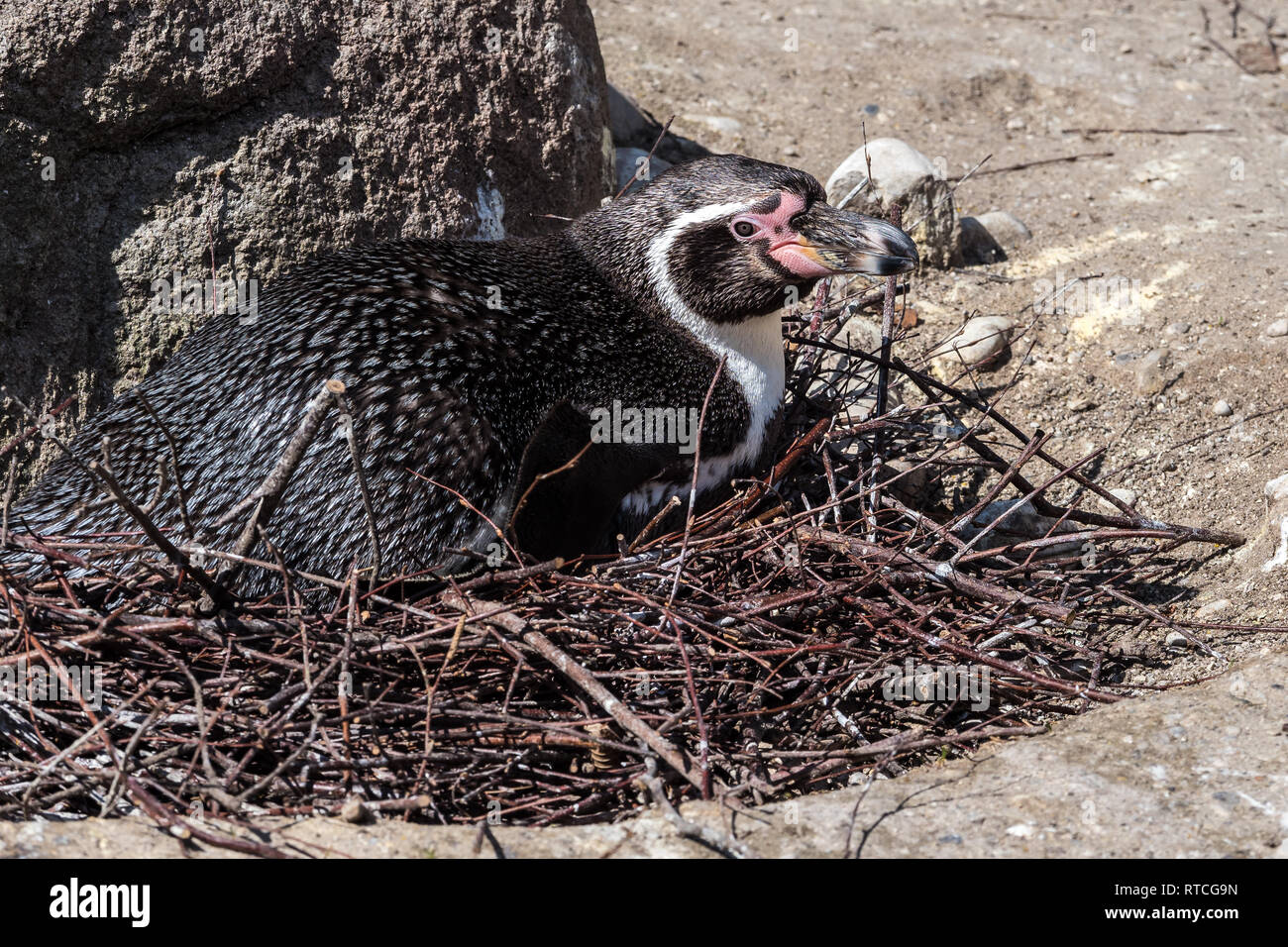 The Humboldt Penguin, Spheniscus humboldti also termed Peruvian penguin ...