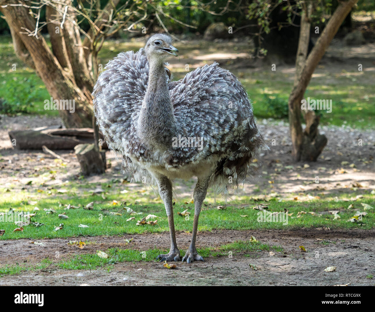 Darwin's rhea, Rhea pennata also known as the lesser rhea. It is a large flightless bird, but ...