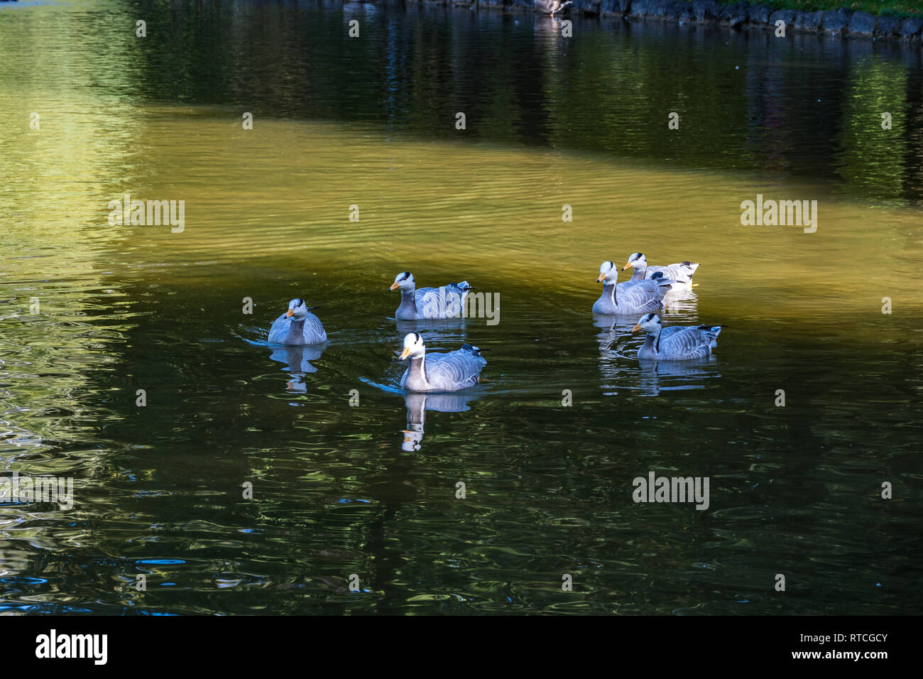 The bar-headed goose, Anser indicus is a goose that breeds in Central ...
