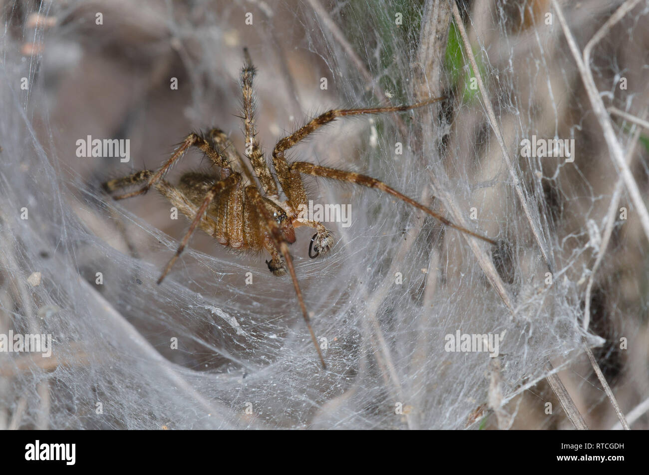 Funnelweb Spider, Family Agelenidae, male in web Stock Photo - Alamy