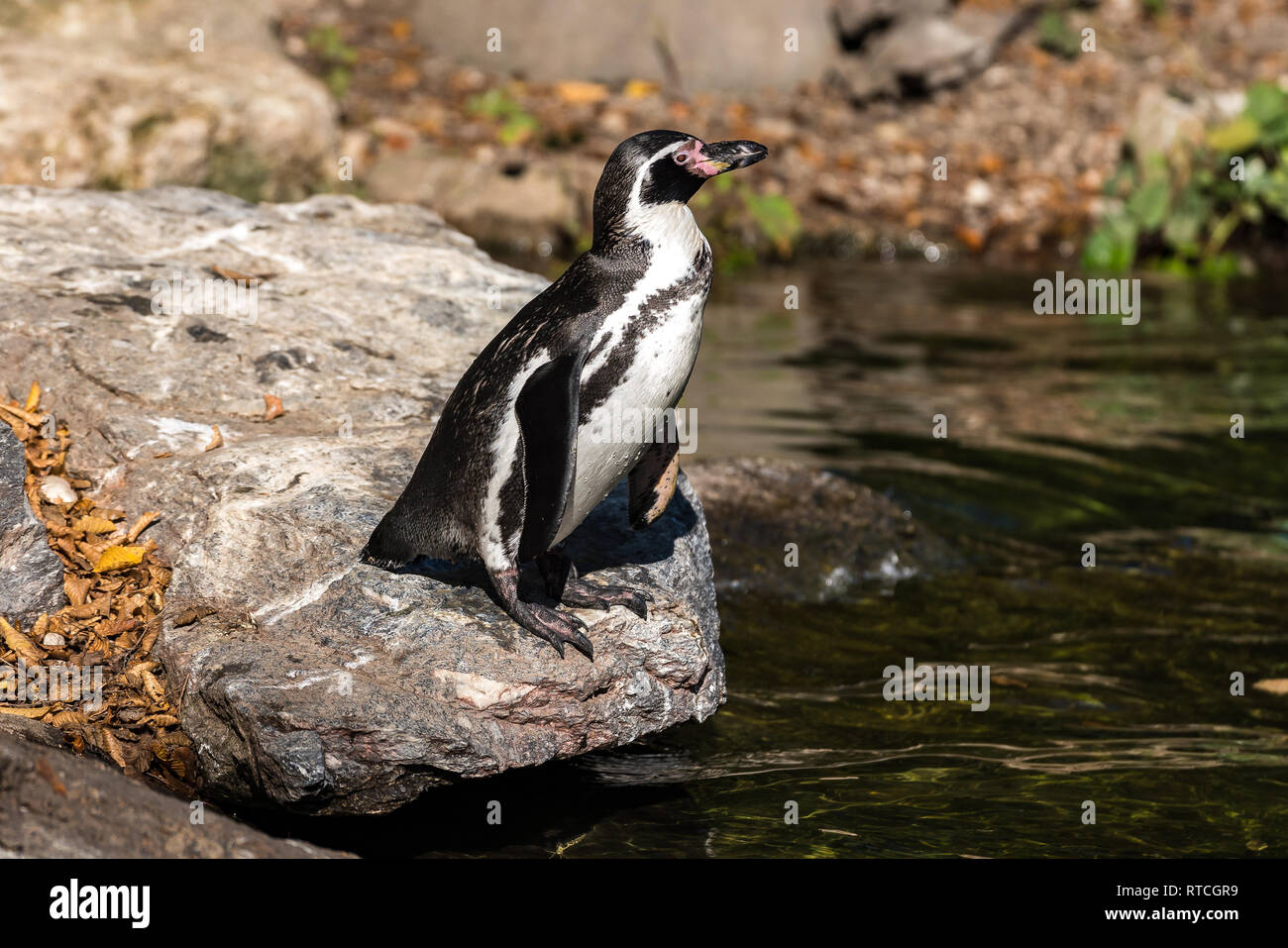 The Humboldt Penguin, Spheniscus humboldti also termed Peruvian penguin ...