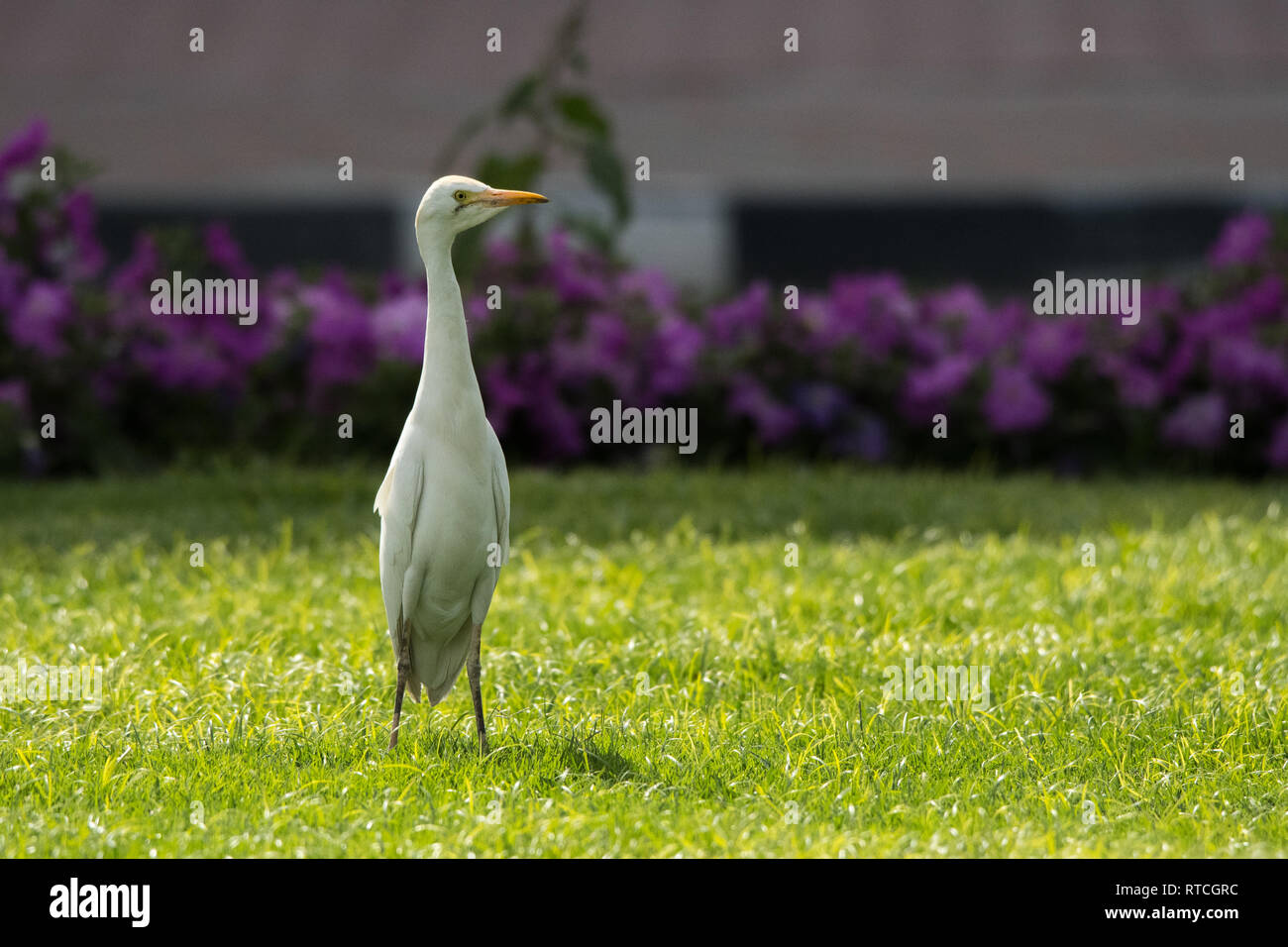 Cattle egret / Bubulcus ibis Stock Photo - Alamy