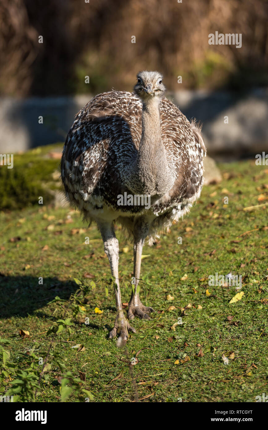 Darwin's rhea, Rhea pennata also known as the lesser rhea. It is a ...