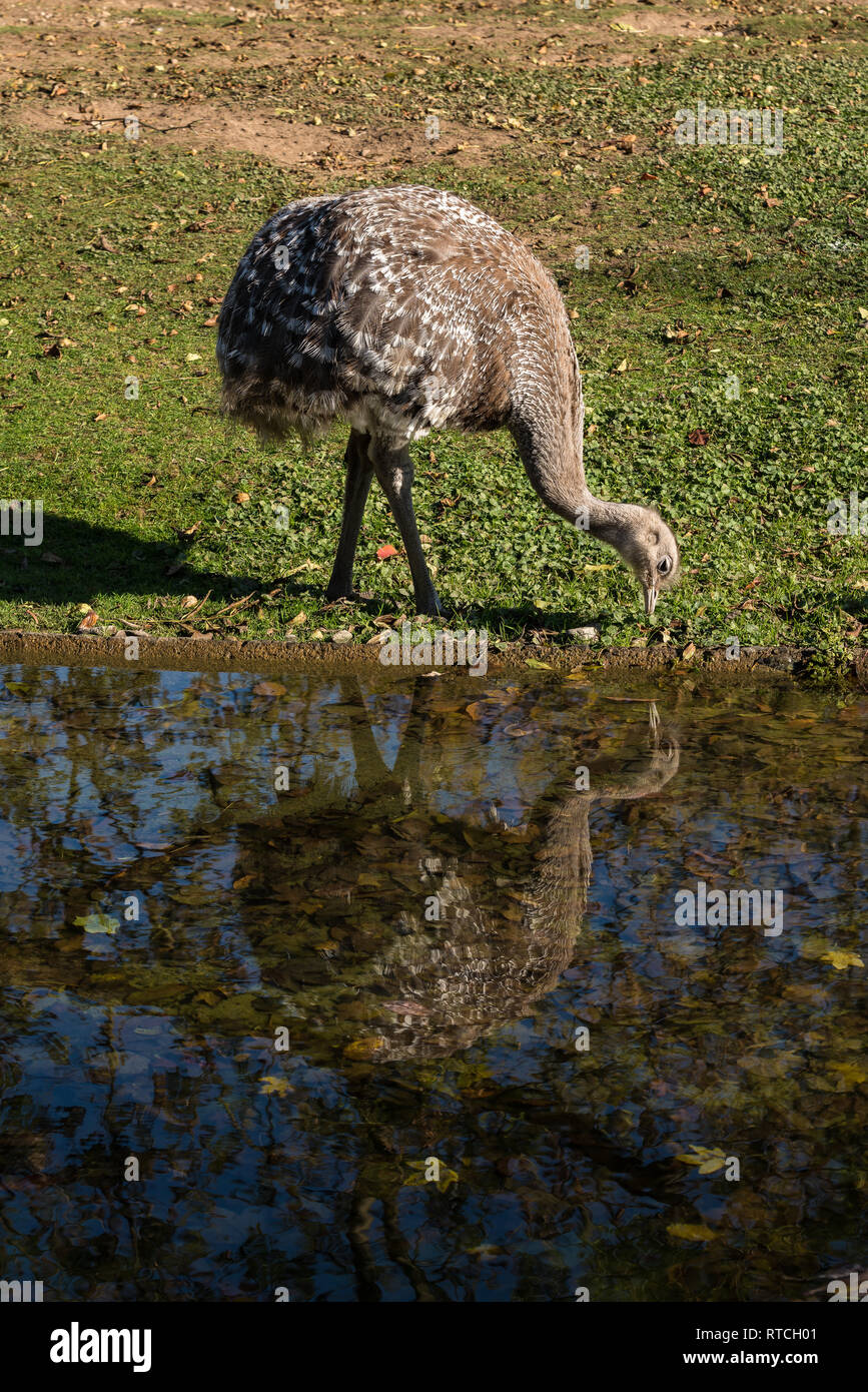 Darwin's rhea, Rhea pennata also known as the lesser rhea. It is a ...