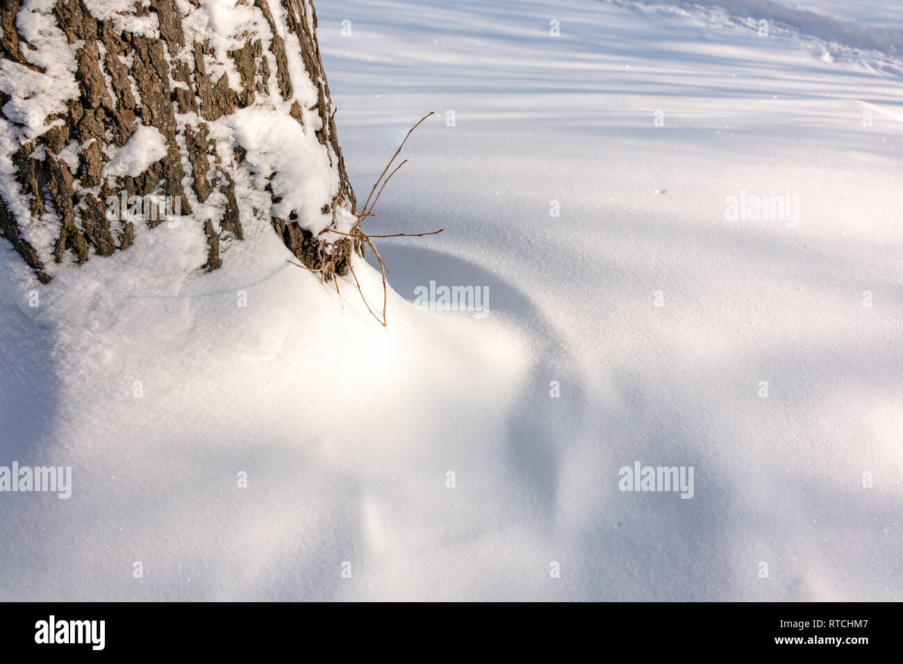 A tree trunk, snowbound in winter. The trunk of a willow covered with ...