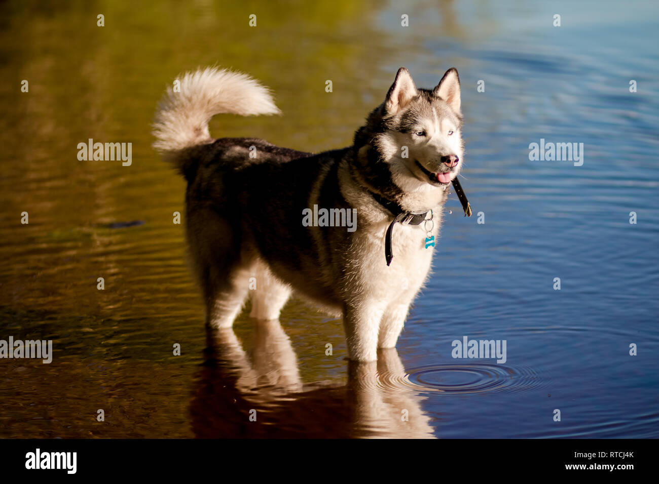 A young Siberian husky male dog is on lake, river, in water. A dog has ...
