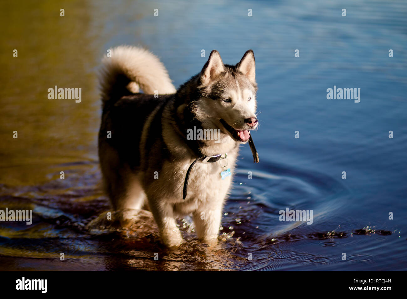 Do Huskies Like Water