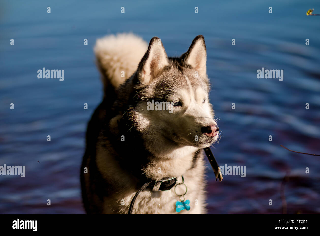 A young Siberian husky male dog is on lake, river, in water. A dog has ...