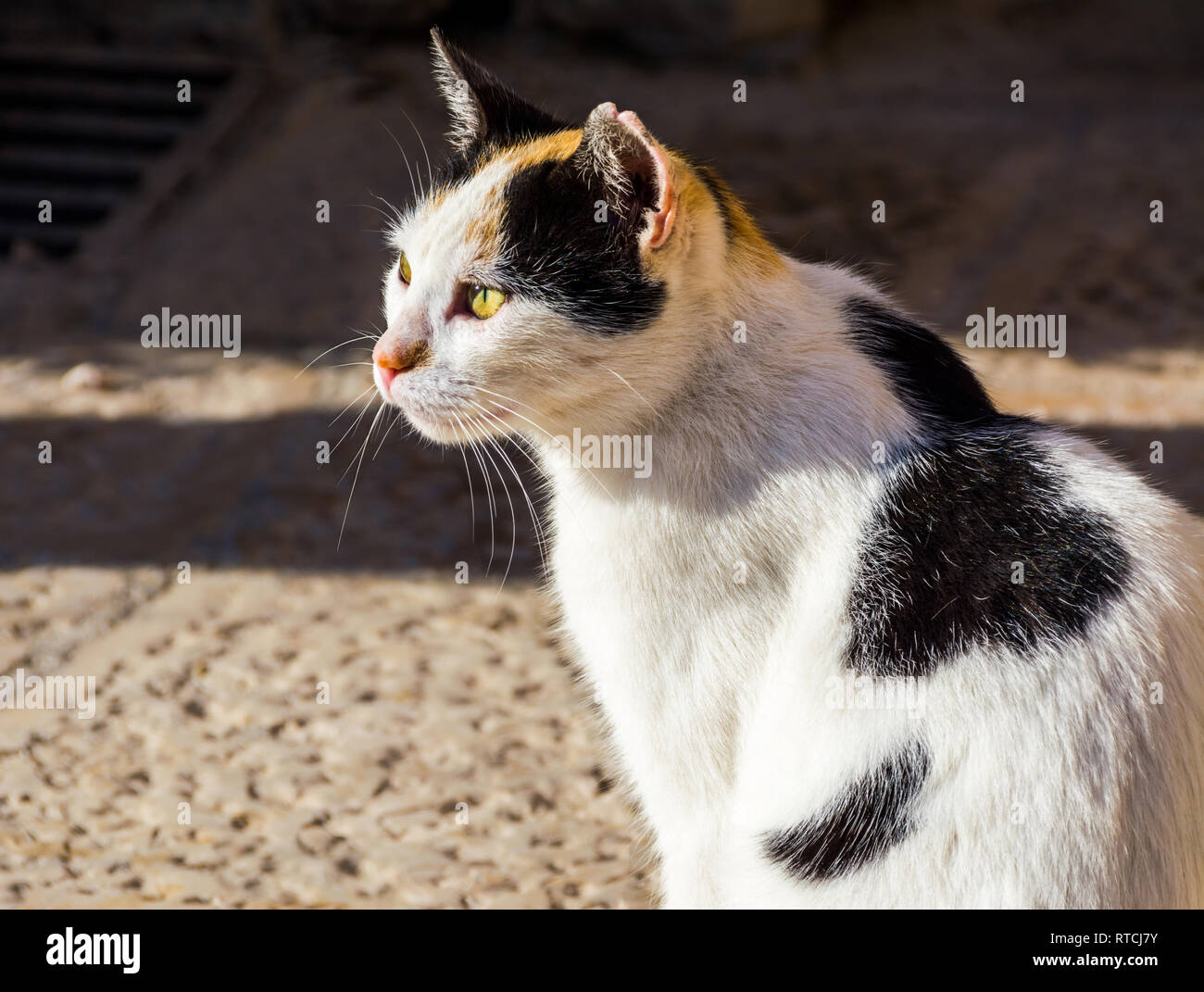 Italian wildlife hi-res stock photography and images - Alamy