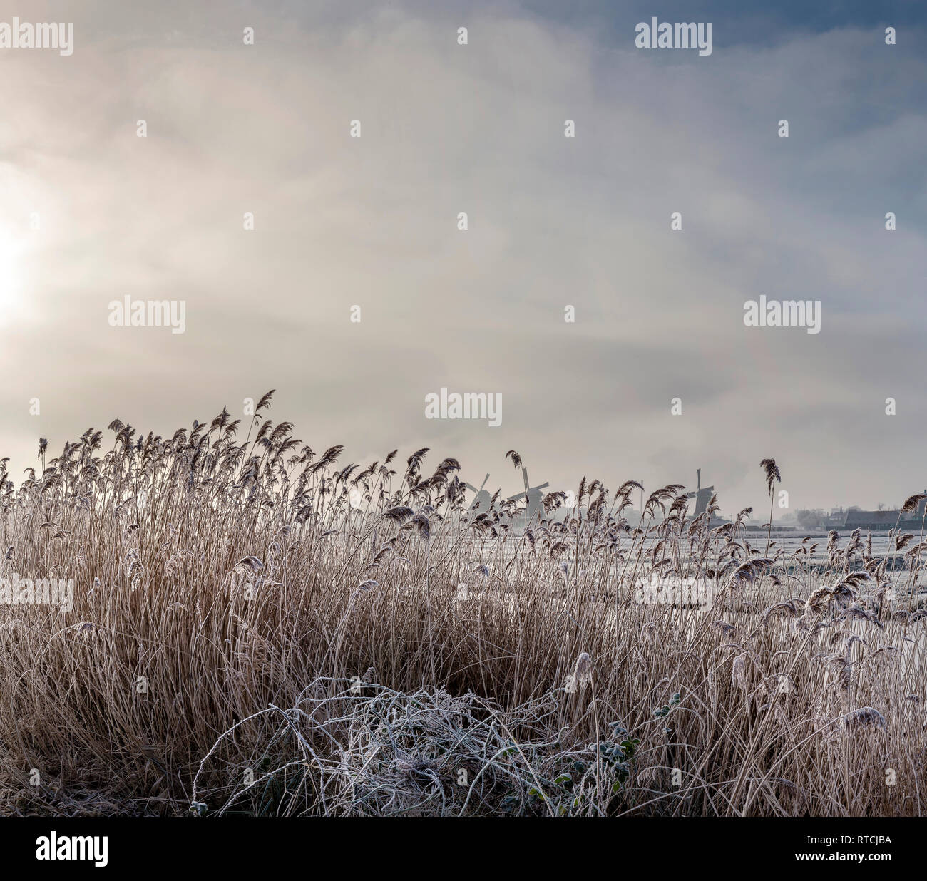 Reed border hi-res stock photography and images - Alamy