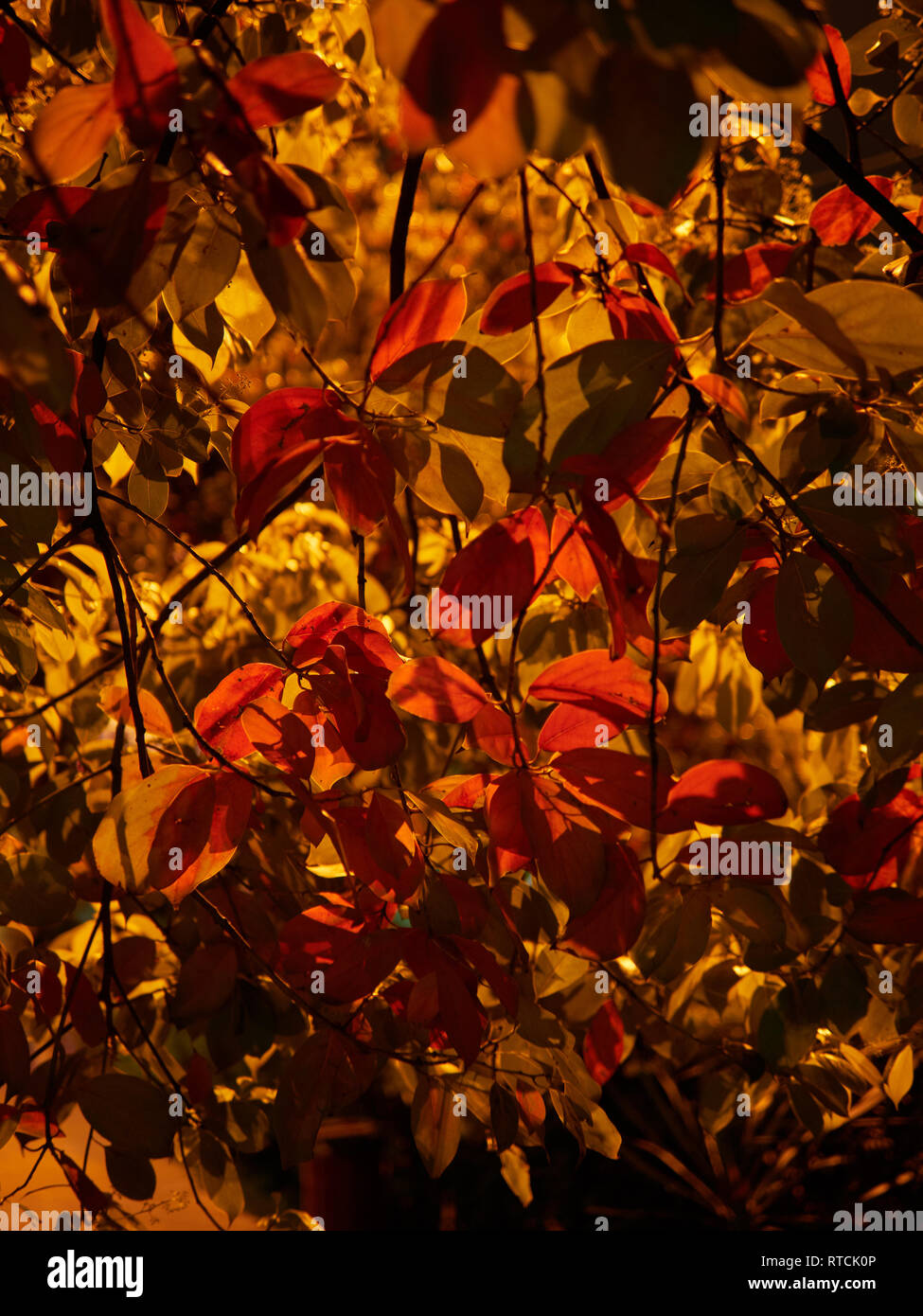 Light lantern through the foliage at night. Green and red leaves at ...