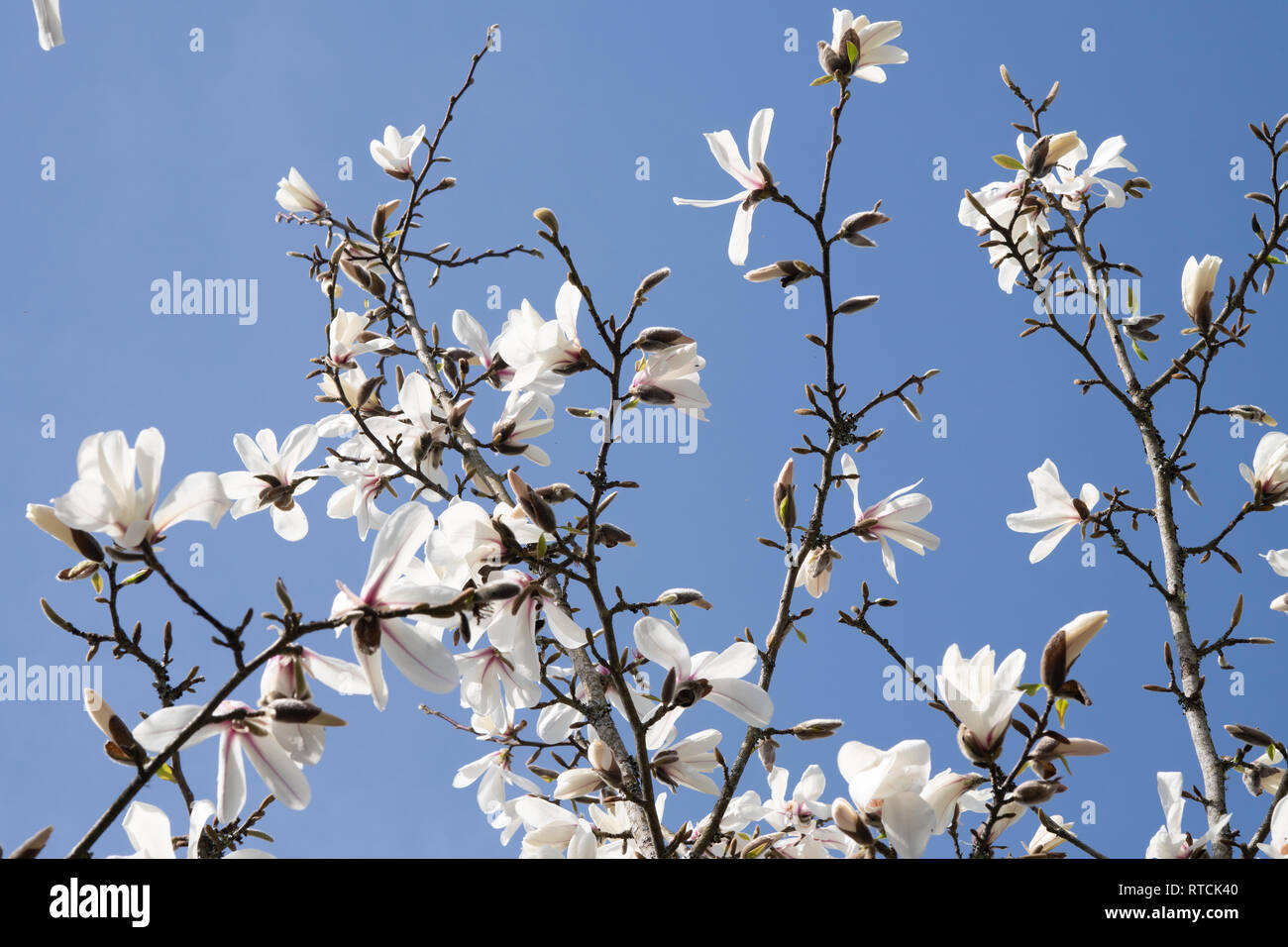 Magnolia tree branch white background hi-res stock photography and ...