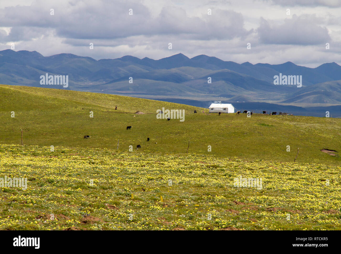 Yaks graze near a nomadic herders camp on the Qinghai-Tibet Plateau ...