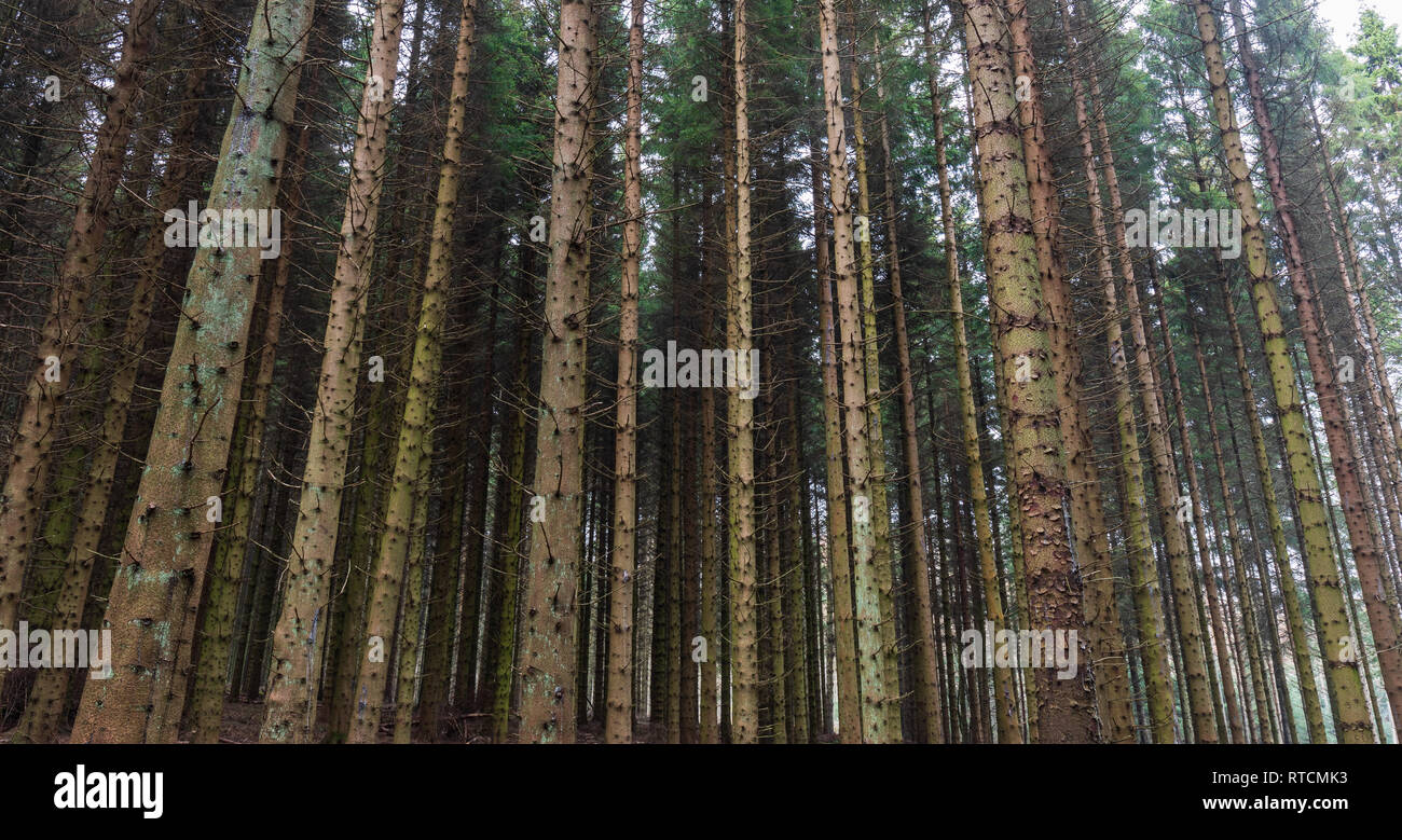 Beautiful woodlands hi-res stock photography and images - Alamy