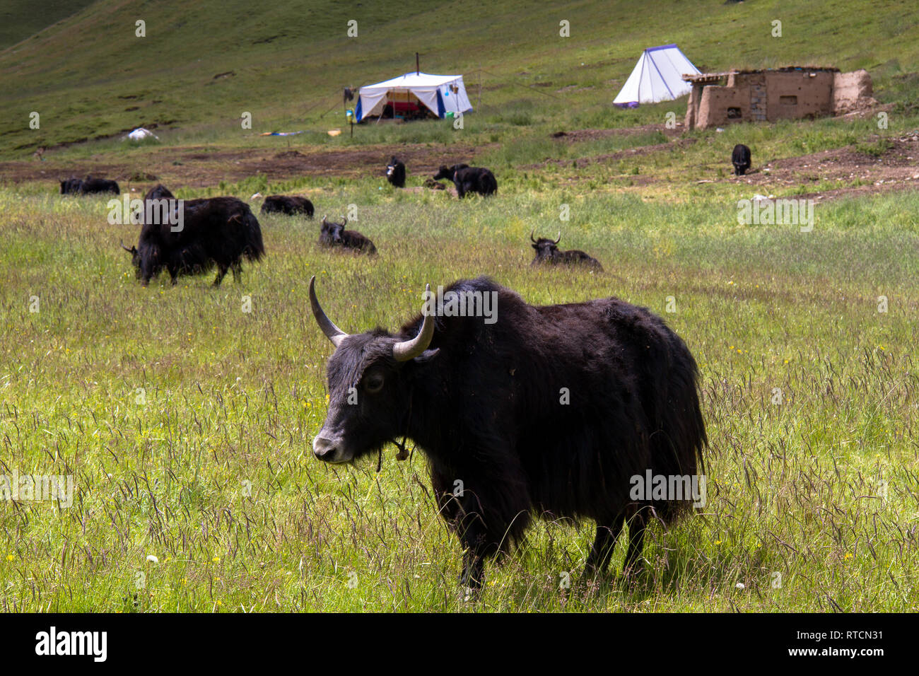 Tibetan nomad and yaks hi-res stock photography and images - Alamy