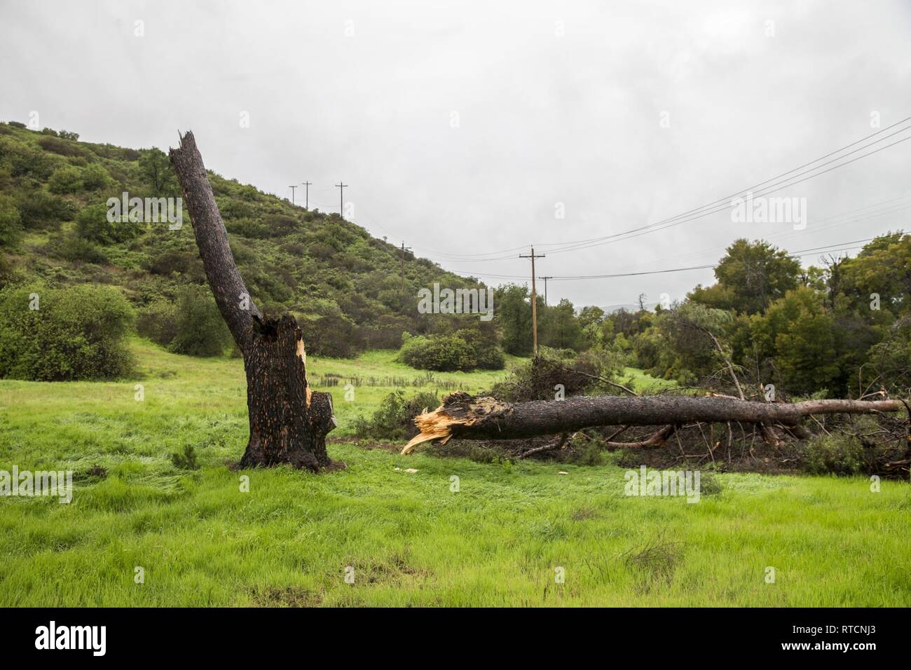 A rainstorm causes a tree to fall on Rattlesnake Canyon Road at Marine ...