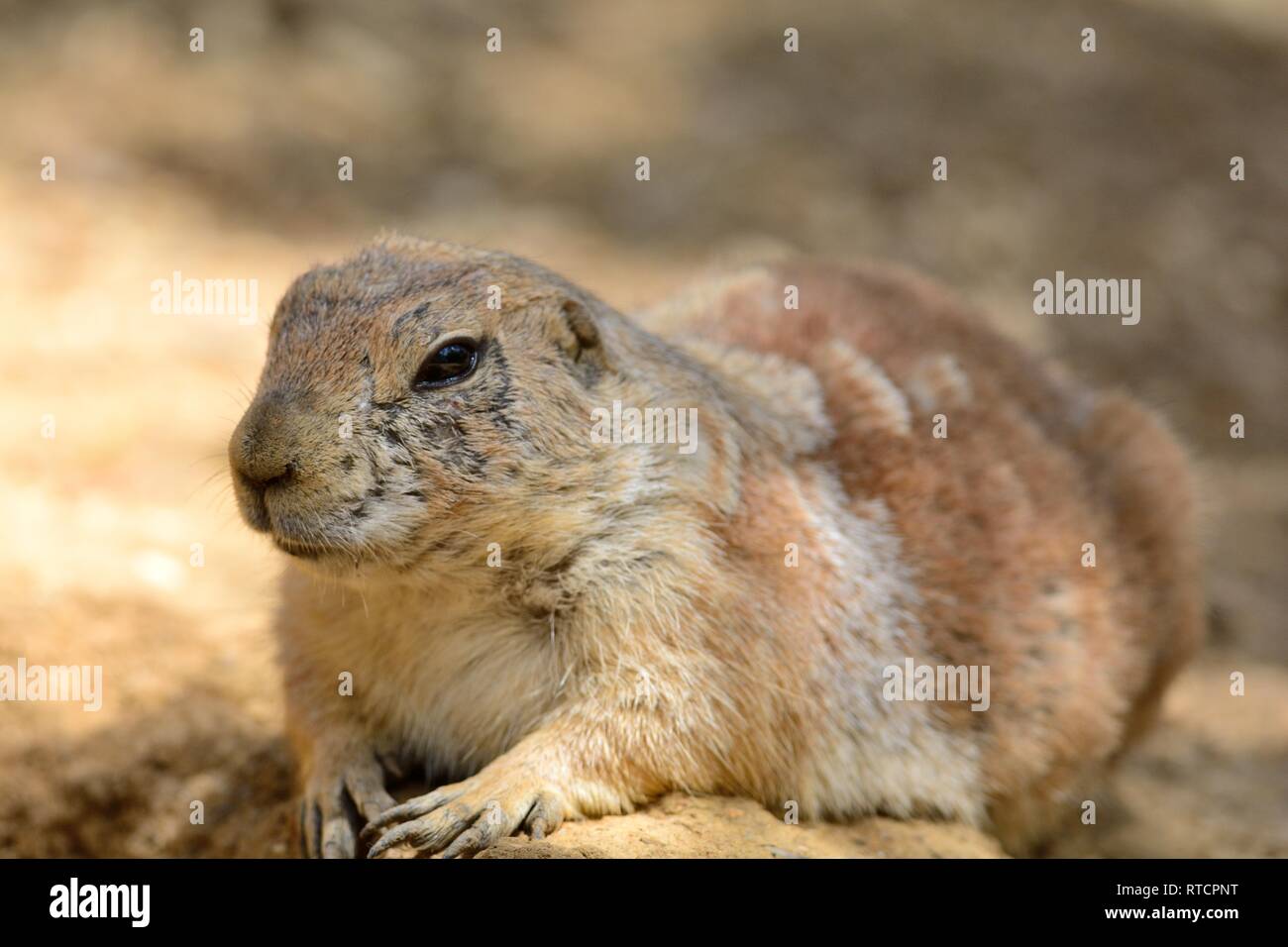 Portrait of a marmot relaxing on the ground Stock Photo - Alamy