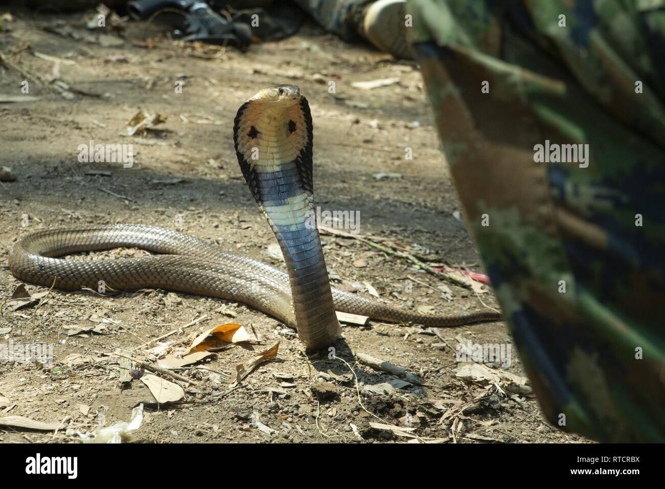A monocled cobra flares its hood during jungle survival training ...