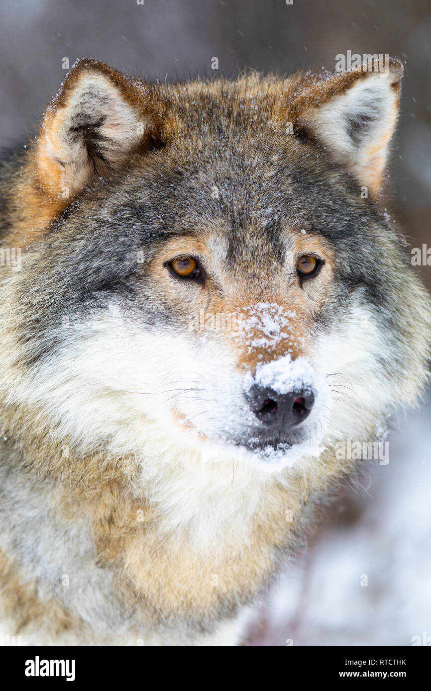 Close-up of focused wolf stands in beautiful and cold winter forest ...