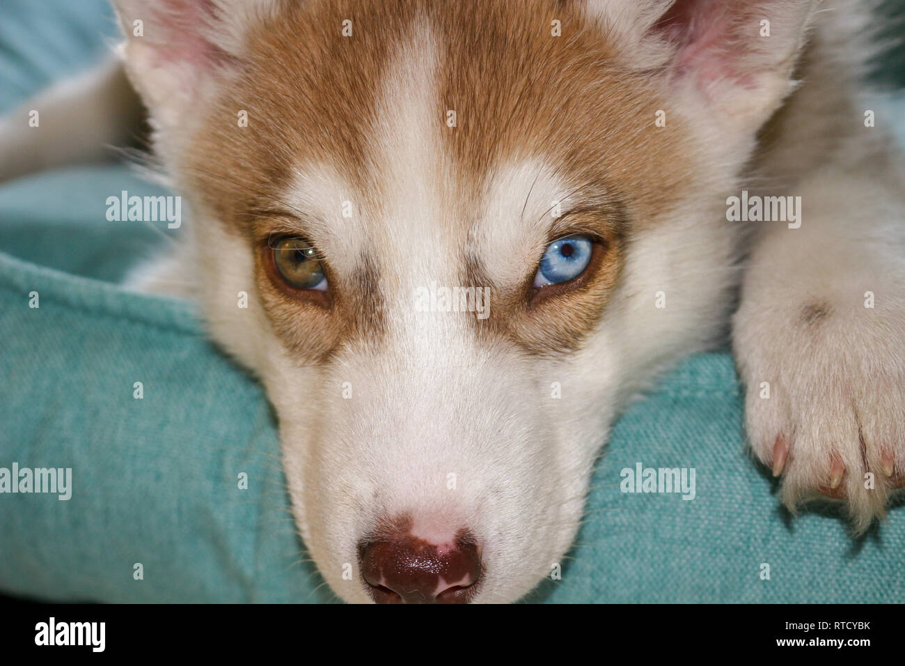 Blue-eyed Siberian Husky Puppy head. 8 weeks old female headshot with ...