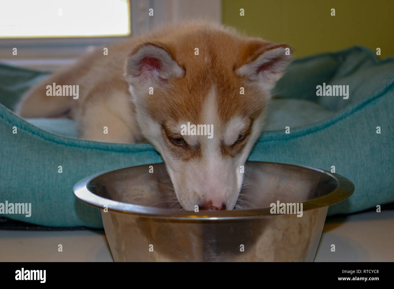 Blue-eyed Siberian Husky Puppy head. 8 weeks old female headshot with ...