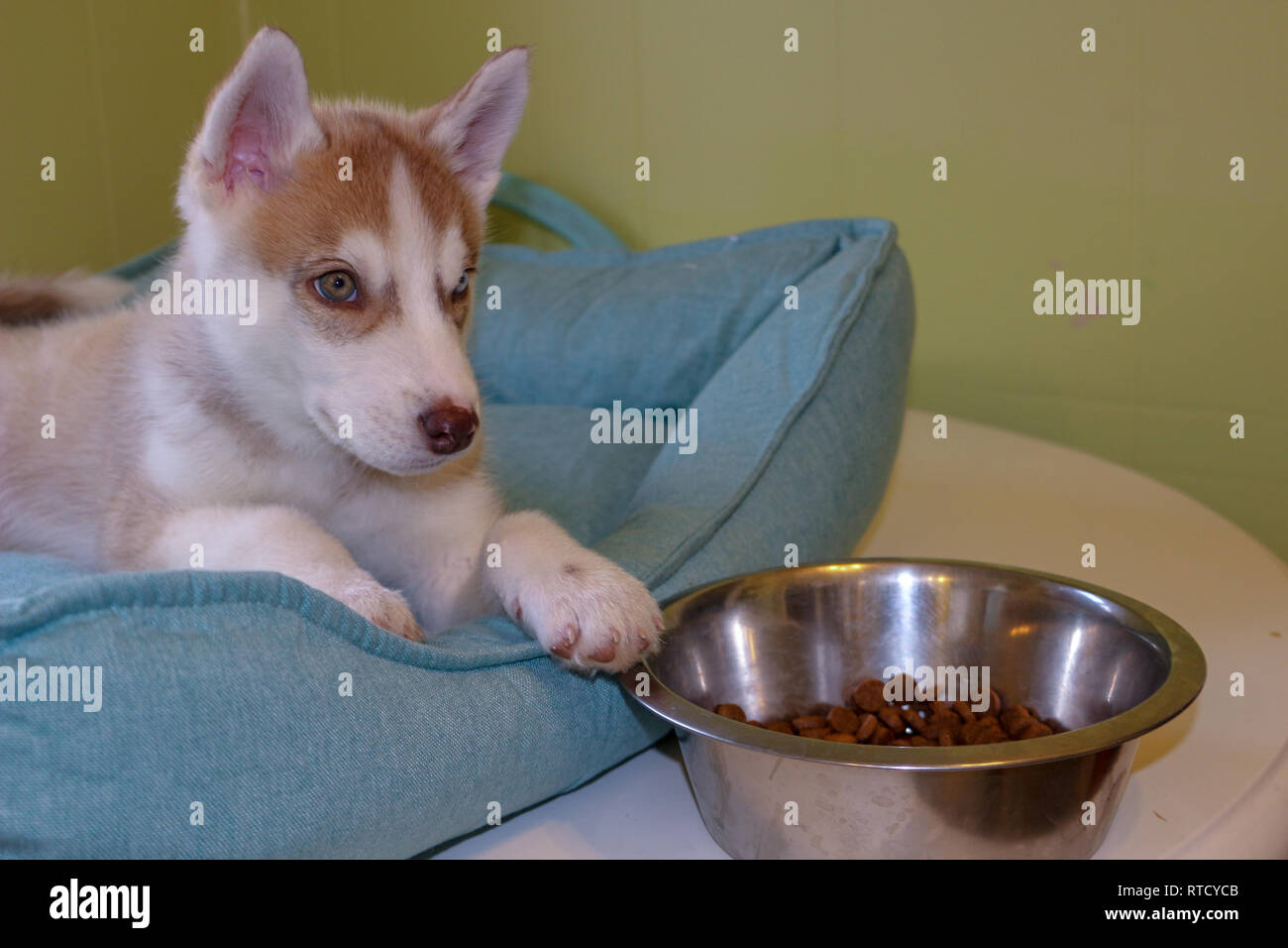Blue-eyed Siberian Husky Puppy head. 8 weeks old female headshot with ...