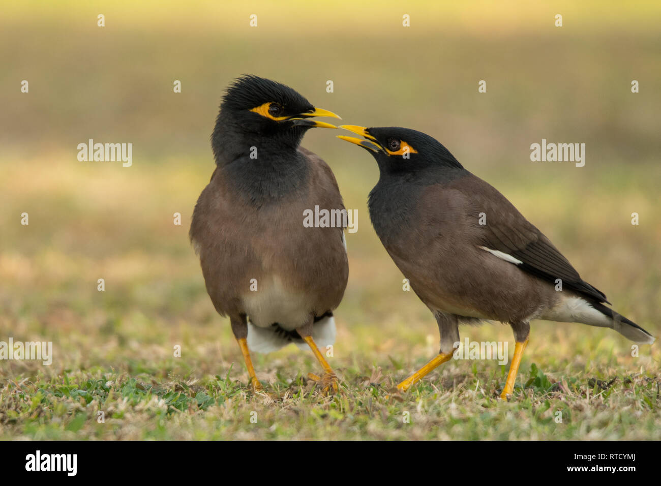 Common myna (Acridotheres tristis) on the grass. Barracuda beach. UAE ...