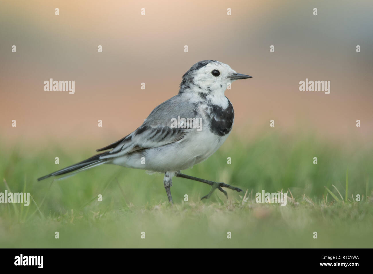 White wagtail / Motacilla alba Stock Photo - Alamy