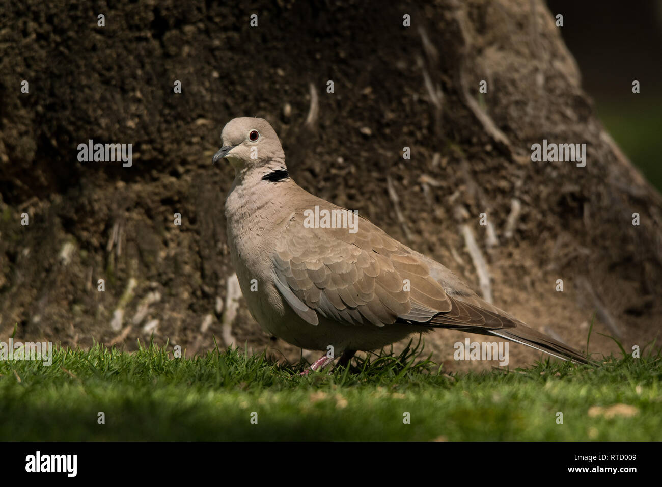 Eurasian collared dove / Streptopelia decaocto Stock Photo - Alamy