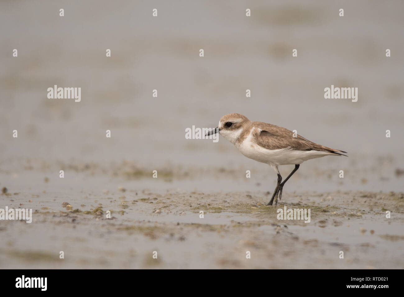 Lesser Sand Plover High Resolution Stock Photography and Images - Alamy