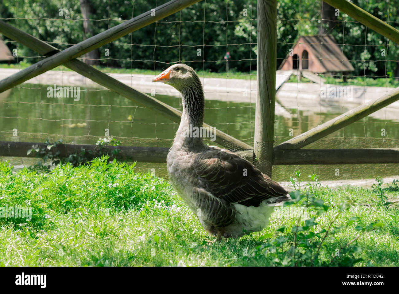 Farm animals, goose with orange bic Stock Photo - Alamy