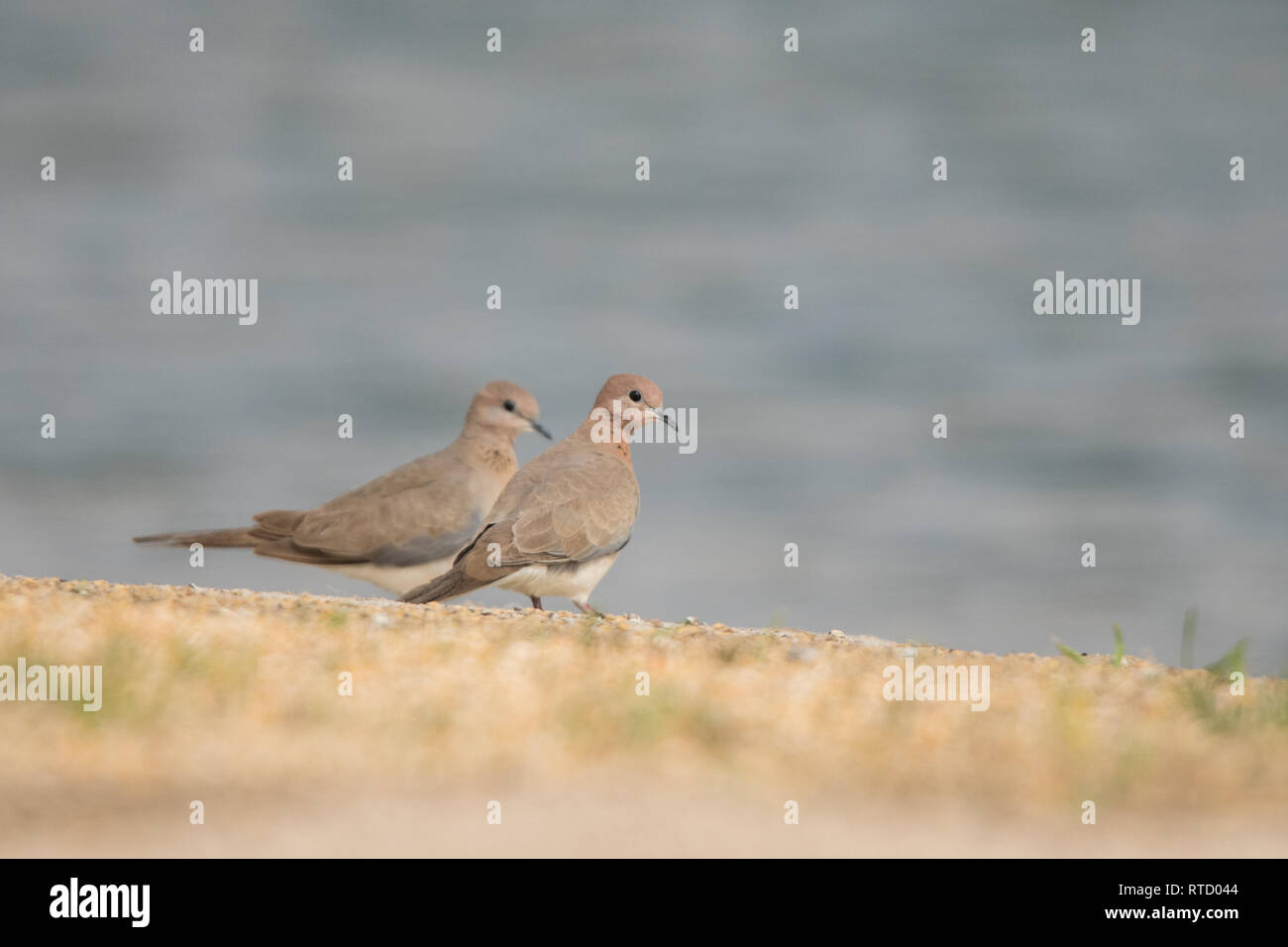 Laughing pigeon hi-res stock photography and images - Alamy