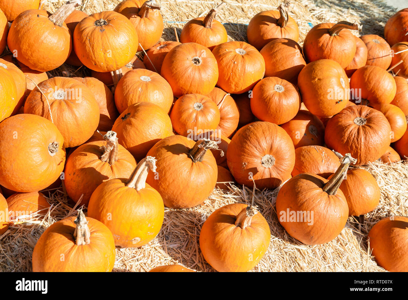 Field of pumpkins Stock Photo - Alamy