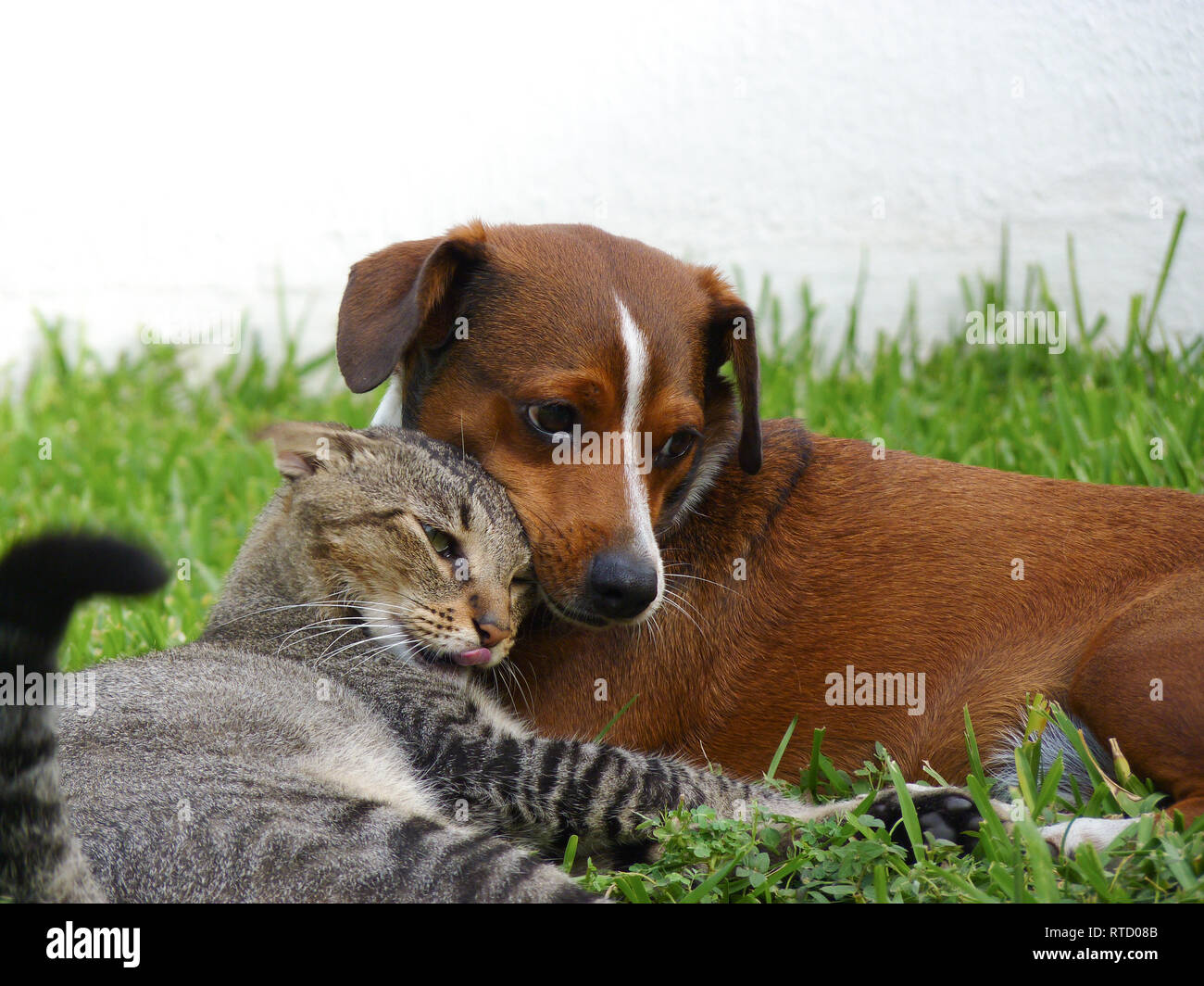 Beagle puppy and cat hi-res stock photography and images - Alamy